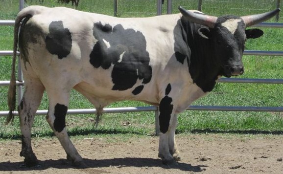 Breeder's Connection