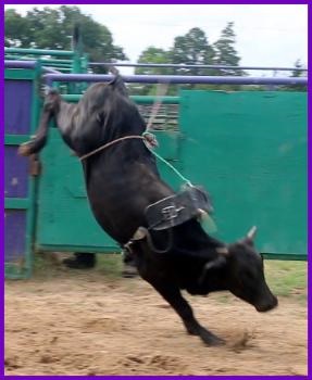 Breeder's Connection