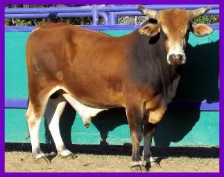 Breeder's Connection