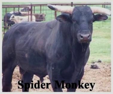 Breeder's Connection