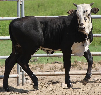 Breeder's Connection