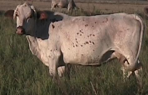 Breeder's Connection