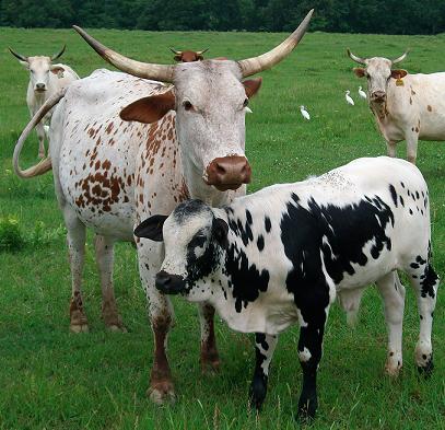 Breeder's Connection