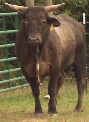 Breeder's Connection