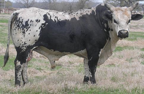Breeder's Connection