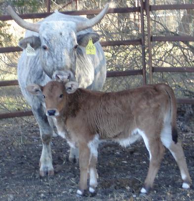 Breeder's Connection